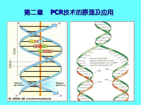 Pcr Word