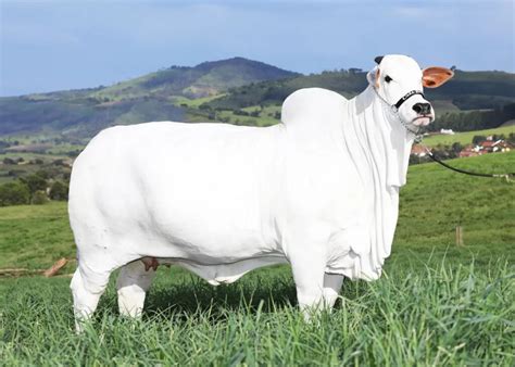 Brasil Tem A Vaca Mais Cara Do Mundo