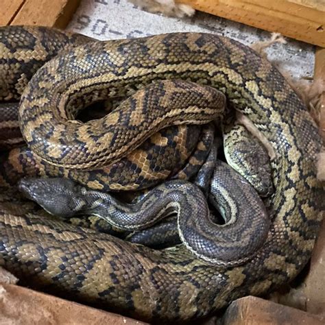 Carpet Python Love Birds Snake Catcher Brisbane