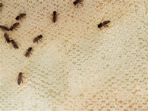 抽象的な六角形の構造は金色の蜂蜜で満たされたミツバチの巣から蜂蜜です Premium写真
