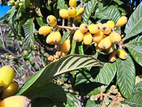 Nispero Eriobotrya Japonica Japanische Wollmispel