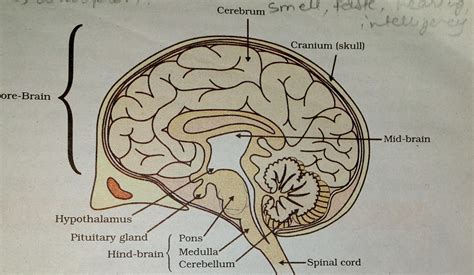 Draw Neat Diagram Of Human Brain And Label Medula And Vrogue Co
