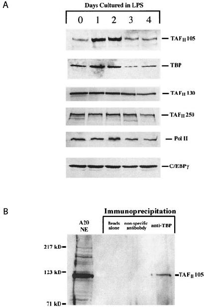 Taf Ii 105 Is Induced In Lps Stimulated B Lymphocytes A Western Blot