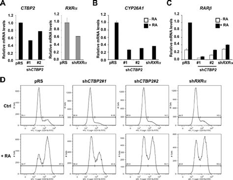 Ctbp2 Is Also Involved In Ra Induced Differentiation Of Human