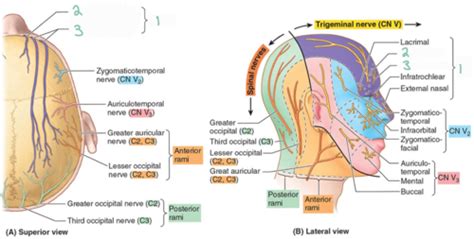 Nerves Of Scalp And Face Flashcards Quizlet