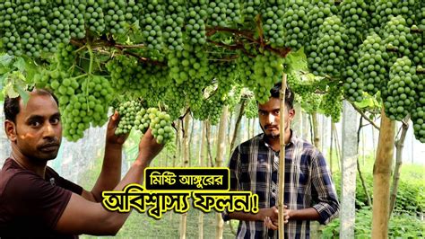 সবুজ মিষ্টি আঙ্গুর চাষে অবিশ্বাস্য ফলন যশোরে উদ্যোক্তার খোঁজে Youtube