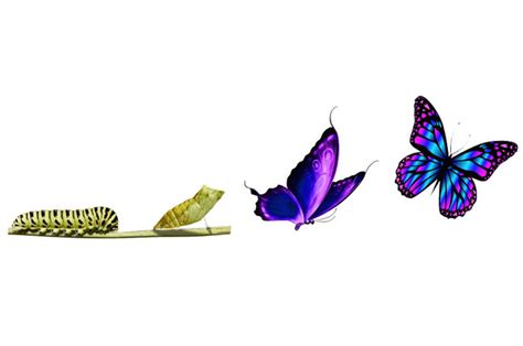 Butterfly Transformation Hosted At Imgbb Imgbb