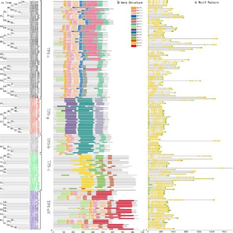 Phylogenetic Relationship And Gene Structure Of Terpene Synthase Tps