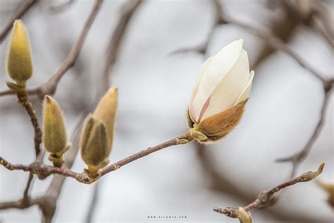[피기전 백목련] 대한민국 No 1 감성채널 얼라우투 꽃 수채화 꽃 겨울 눈