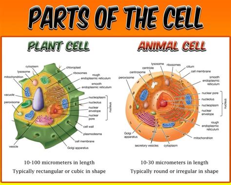Centrosome In Plant Cell
