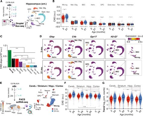 Atlas Of The Aging Mouse Brain Reveals White Matter As Vulnerable Foci