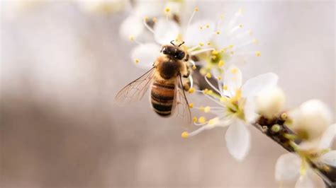 Saiba Como Evitar O Desaparecimento Das Abelhas Jardim Do Mundo