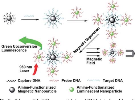 Figure 2 From Upconversion Nanoparticles In Biological Labeling
