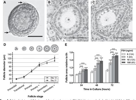 Figure 1 From Onset And Heterogeneity Of Responsiveness To Fsh In Mouse