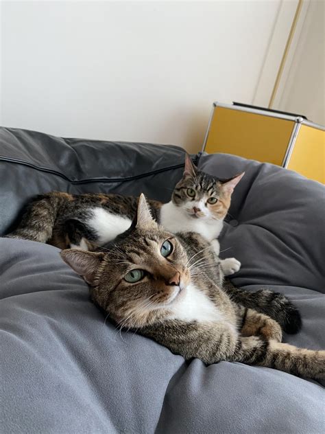 이문냥이 공식계정 on Twitter 이제는 옹심이가 된 초롱이 소식을 들고 왔어요 옹심이는 한달여간 오빠 고양이와