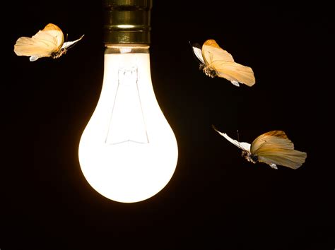 Motten Blijken Superbestuivers