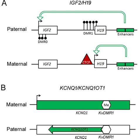 Enhanced Mrna Levels Of Igf2 In The Spinal Cord And Brains Of Human
