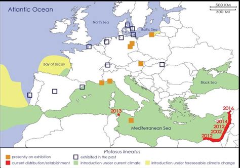 Current And Potential Distribution Map Of Plotosus Lineatus With
