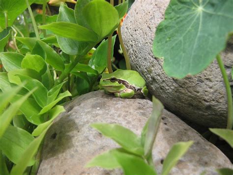 La Grenouille Jardin De Photo Gratuite Sur Pixabay Pixabay
