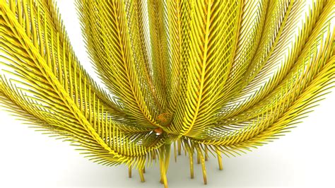 Crinoids Feather Stars Ma