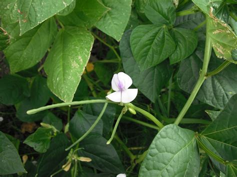 The Perennial Agriculturalist Vigna Unguiculata Ii