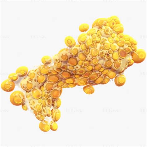Fat Cell Anatomy 3d Model
