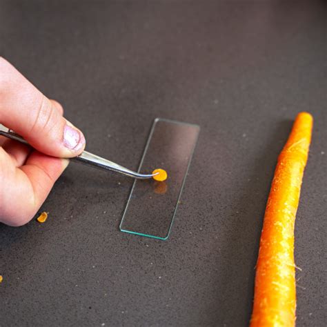 Microscope Slide Making Kit