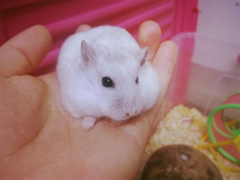 아무도 모르는 외딴섬 쉽게 알아보는 햄스터의 종류와 구별법