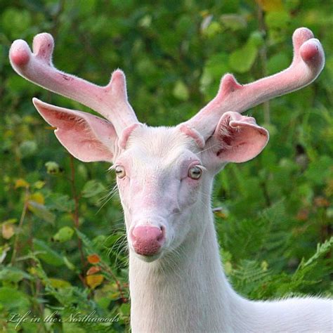 Rare Albino Deer With Pink Antlers Rare White Deer Species Albino