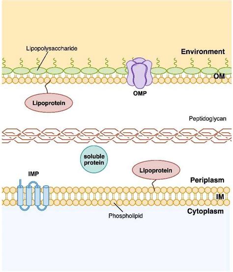 A New Method For Protein Protein Interactions Detecting In Periplasm