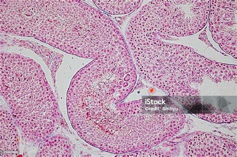 Characteristics Tissue Of Ovary Rabbit And Tissue Of Testis Mouse Under