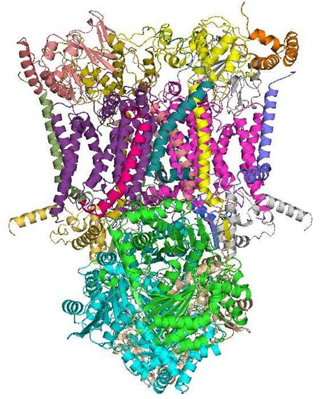 Cytochrome C Reductase Creative Enzymes
