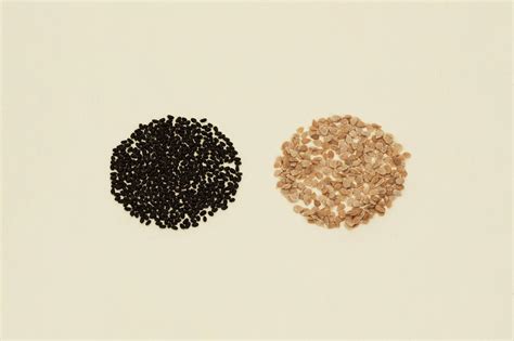 씨드키퍼 스위트 바질 X 화분 토마토 씨앗키트
