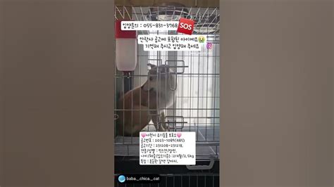 너무 이쁜 애기 멍멍이가 12월부터 저 좁은 곳에 있었다고 하네요 ㅠㅠ 3월20일에 안락사래요ㅠㅠ제발 아이에게 기적이 오기를 ㅠㅠ 너무나도 이쁜 아이에게 가족이 생기길