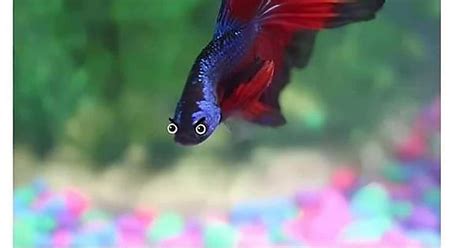 Memes And Frogs Album On Imgur