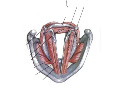 Intrinsic Muscles Larynx Csd 318 Exam 2 Quiz