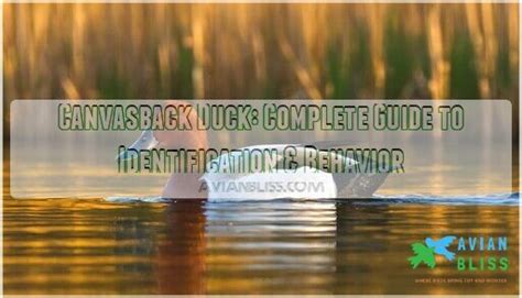 Canvasback Duck Complete Guide To Identification And Behavior