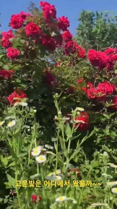 바람에 흔들리는 꽃 Youtube