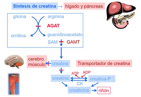 Creatina Trucos Para Aumentar Su Masa Muscular