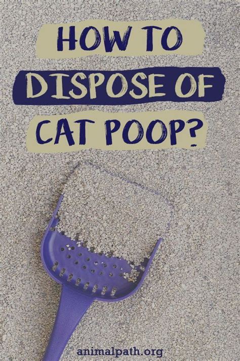 How To Get Cat Pee Smell Out Of Your Carpet Artofit
