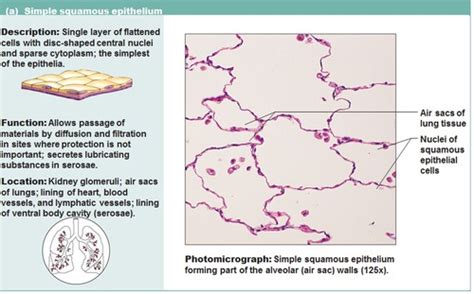 Simple Squamous Epithelium Function Location Structure