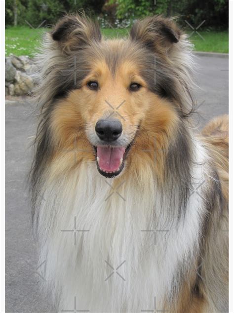 Smiling Collie Sticker By Karenwoodart Redbubble
