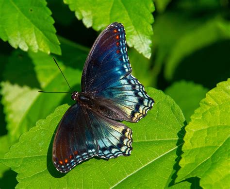Motyl Owad Skrzydlaty Darmowe zdjęcie na Pixabay Pixabay