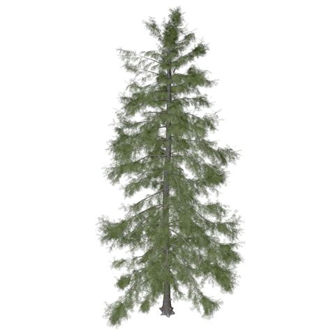 Alaska Cedar Tree 06 3d Model By Antoniokowatsch