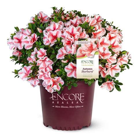 Encore Azalea 3 Gal Autumn Starburst Azalea Shrub With Reblooming