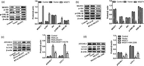 Microsomal Glutathione S Transferase 1 Targets The Autophagy Signaling