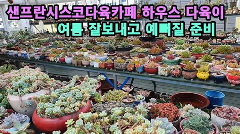 다육이♡ 샌프란시스코다육카페 하우스 다육이 여름 잘보내고 예뻐질 준비💓💓 Youtube