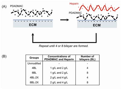 Heparin Deposition On Dlm Scaffolds A Schematic Representation Of Download Scientific
