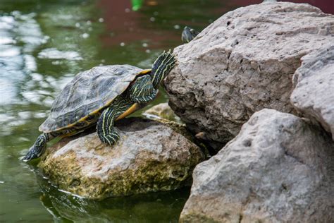 Setting Up A Happy Turtle Terrarium For Your Aquatic Turtle