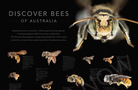 New Poster Puts Australias Unique Native Bees On Show The Wheen Bee